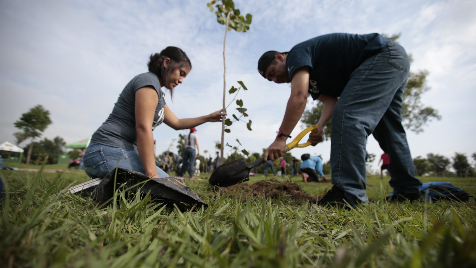 Campaña de reforestación busca plantar seis millones de árboles en la ...