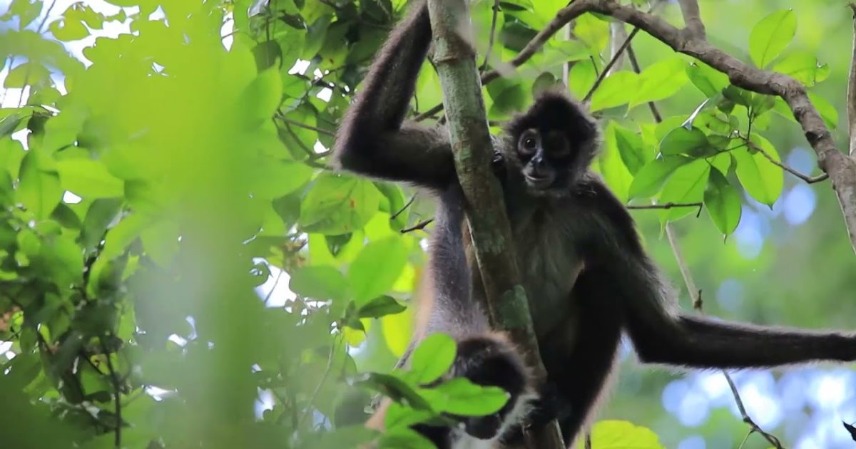 DÍA MUNDIAL DEL MONO, CONOCIDOS COMO “AGRICULTORES DE LA SELVA” – Radio TGW